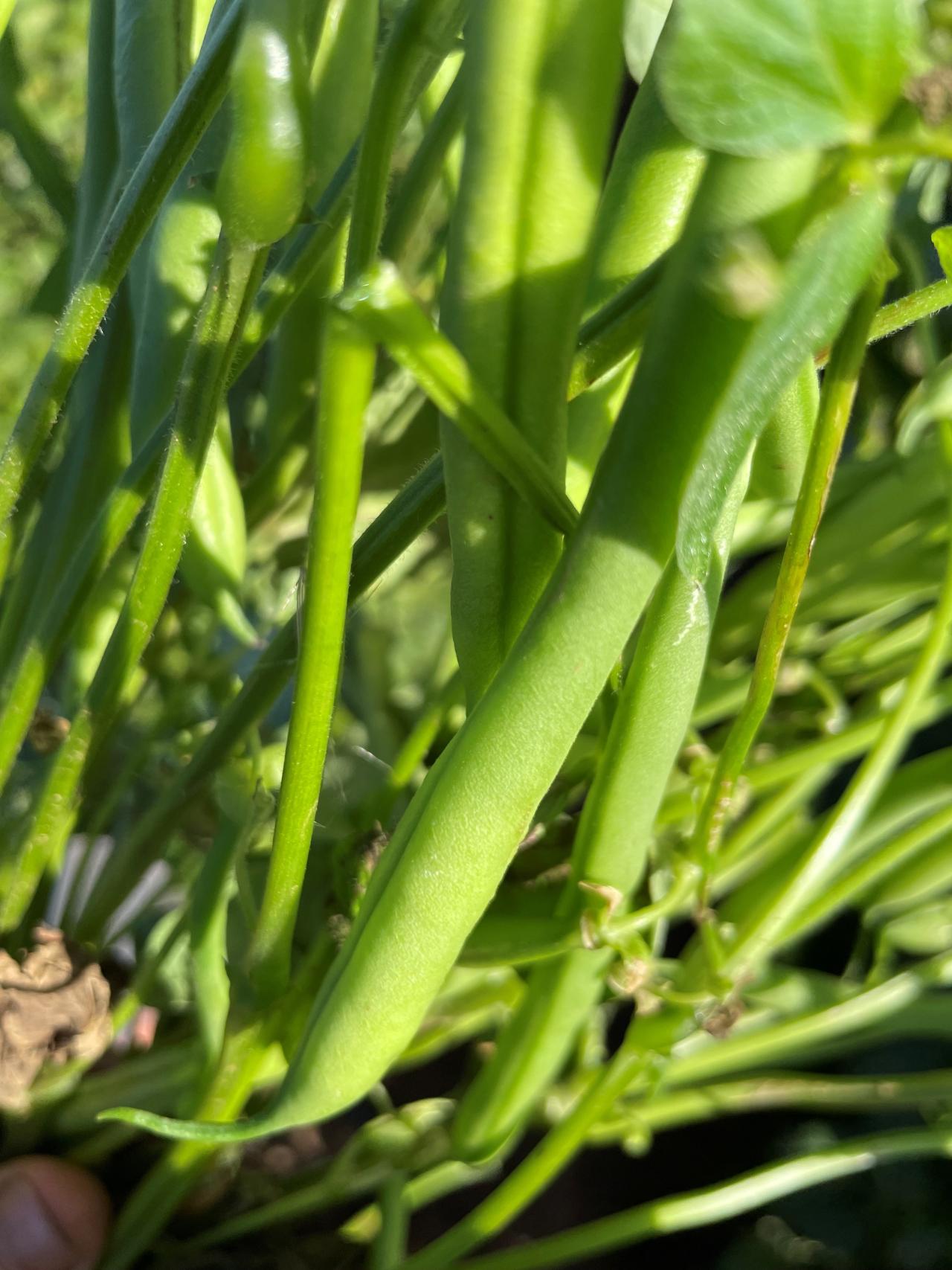 Simplot bean growers agree on price | Tasmanian Country Newspaper